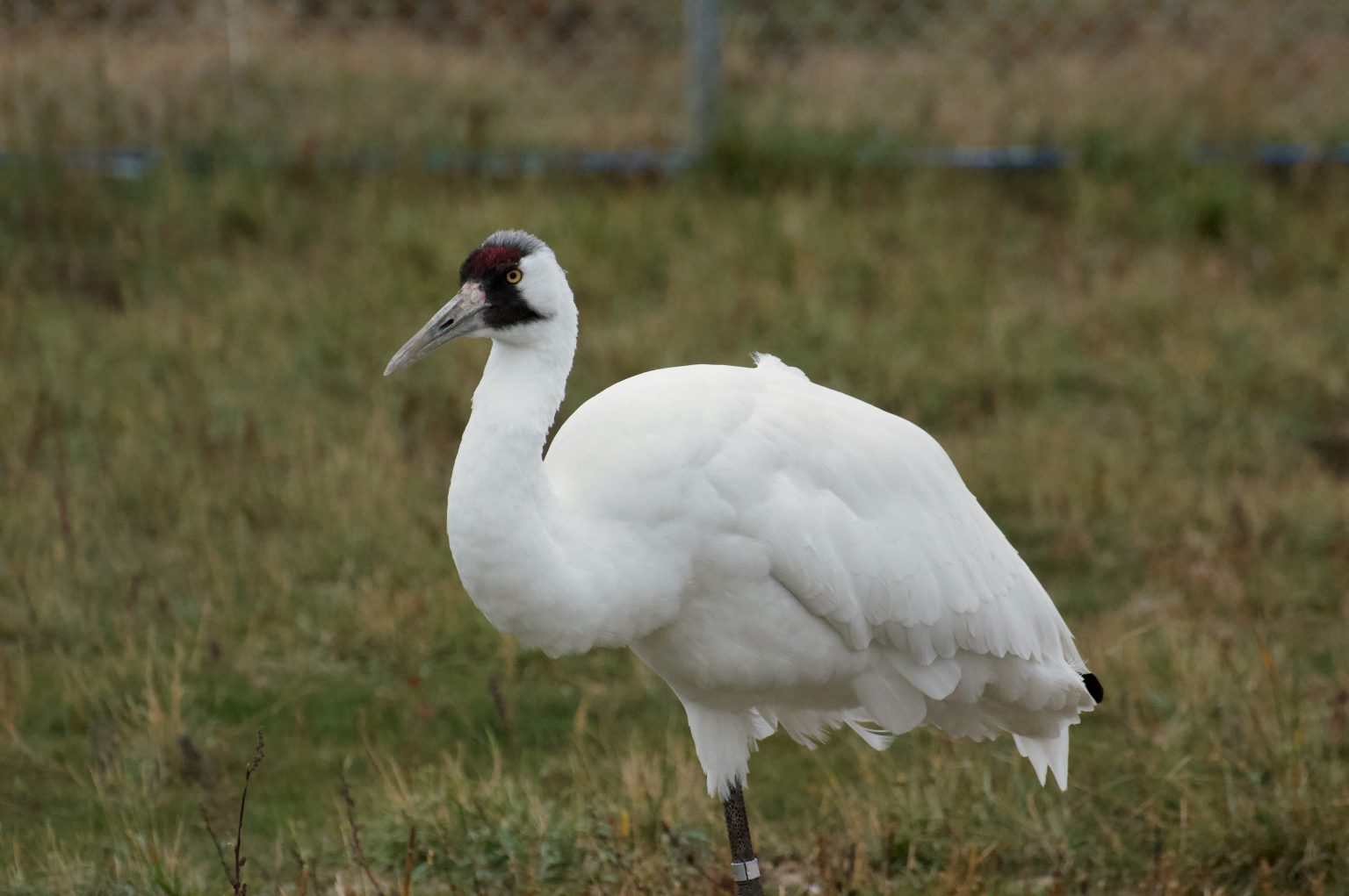 Whooping Crane Recovery Program Receives a Lift From Canada’s Largest ...