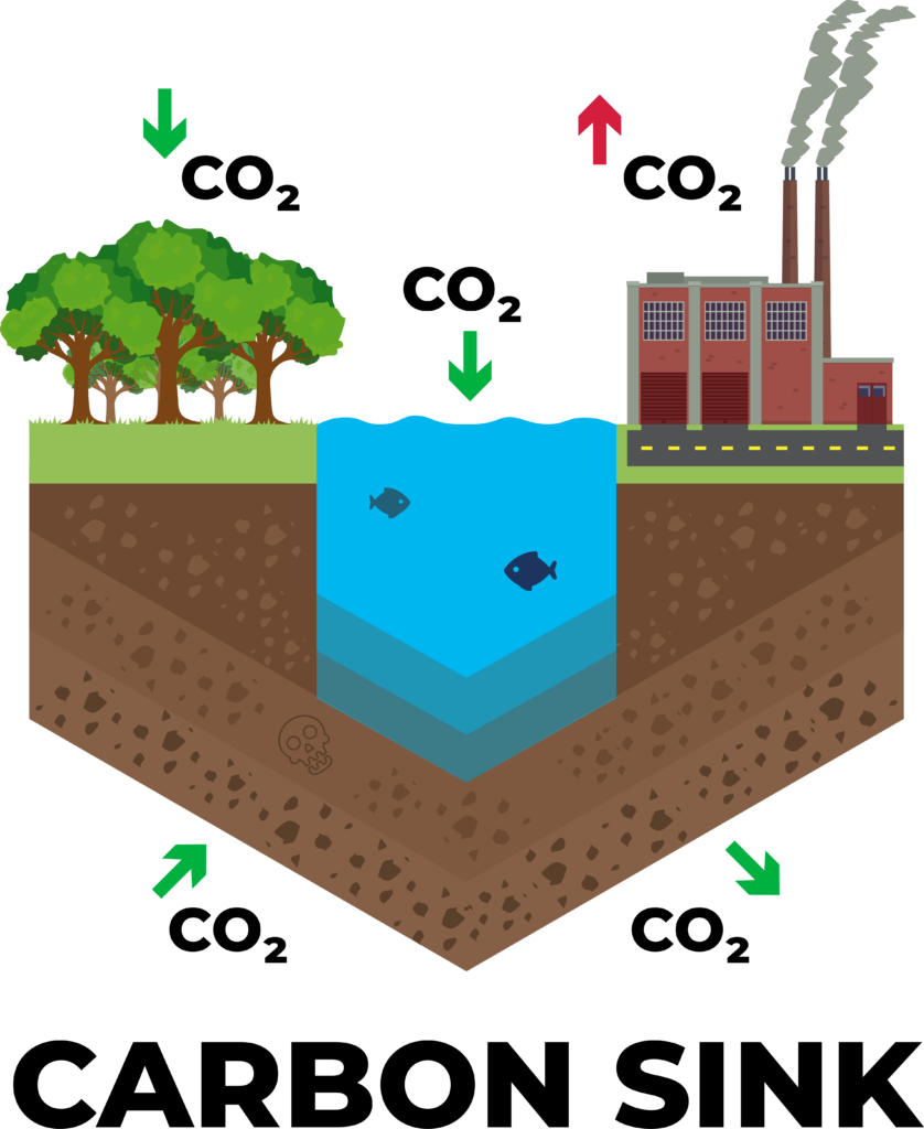 Preserving Carbon Sinks: Paradox’s Sustainable Solutions - Canadian ...